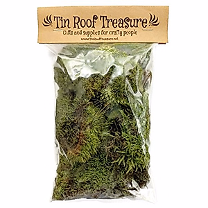 Tin Roof Treasure Live Terrarium Moss Assortment