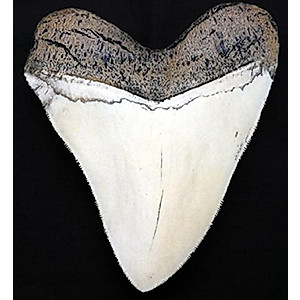 5.5 Inch Megalodon (Carcharodon megalodon) tooth, Ivory Color with Serrations(Replica)