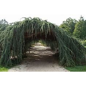 Weeping Blue Atlas Cedar 3 - Year Live Tree