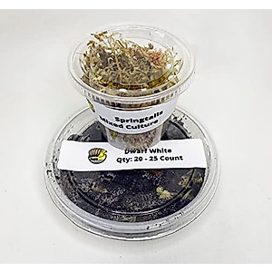 Bugzy Bugs Dwarf White & Springtail Bundle Live Isopods Trichorhina Tomentosa Bioactive Feeders