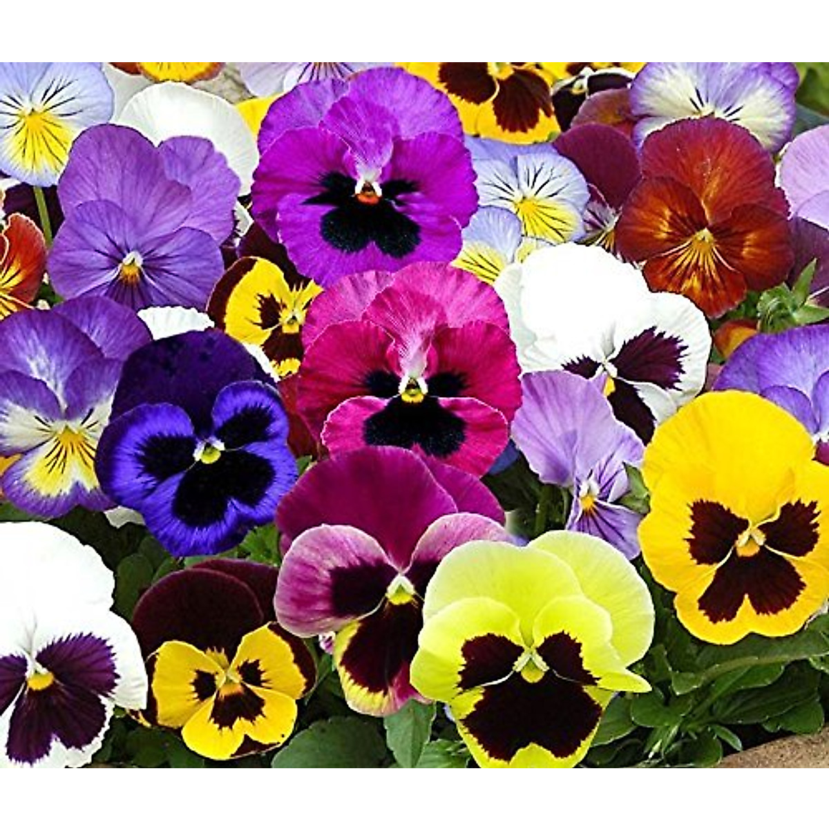 1,000+ Pansy Seeds- Swiss Giants Mix Flower Seeds (Bulk) Hardy Annual by Ohio Heirloom Seeds