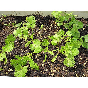 200 Premium Organic Cilantro - Chinese Parsley - Coriander - Ngo Ri Seeds by Happy Seeds & Garden
