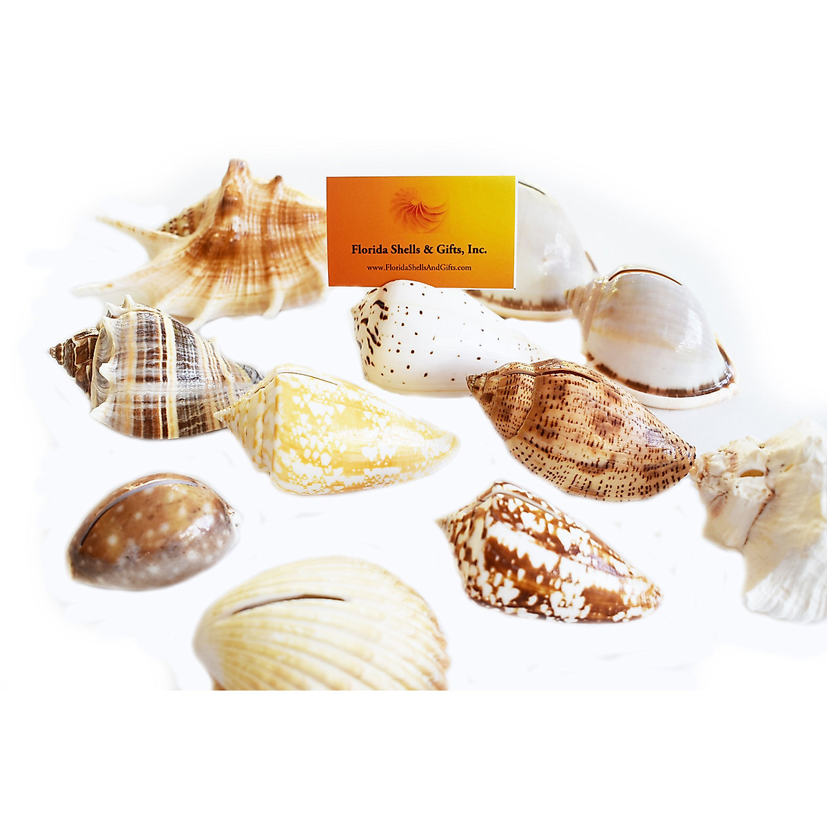 Set of 50 Genuine Seashell Place Card Holders Beach Wedding Favor Nautical Party Decor Sea Shell Table Sets