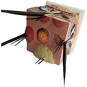 FBITE Anatomy Model, Sick Dog Skin Anatomy Model, Anatomical Model Sick Dog Skin Magnified 1000 Times, Dog Skin Morbid State Normal Skin Model Compare Animal Anatomy for Medic