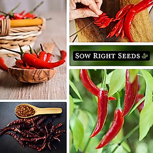 Sow Right Seeds - Cayenne Pepper Seed for Planting - Non-GMO Heirloom Packet with Instructions to Plant a Home Vegetable Garden - Grow Super Hot Thin Cayennes for Cooking or Seasoning(1)