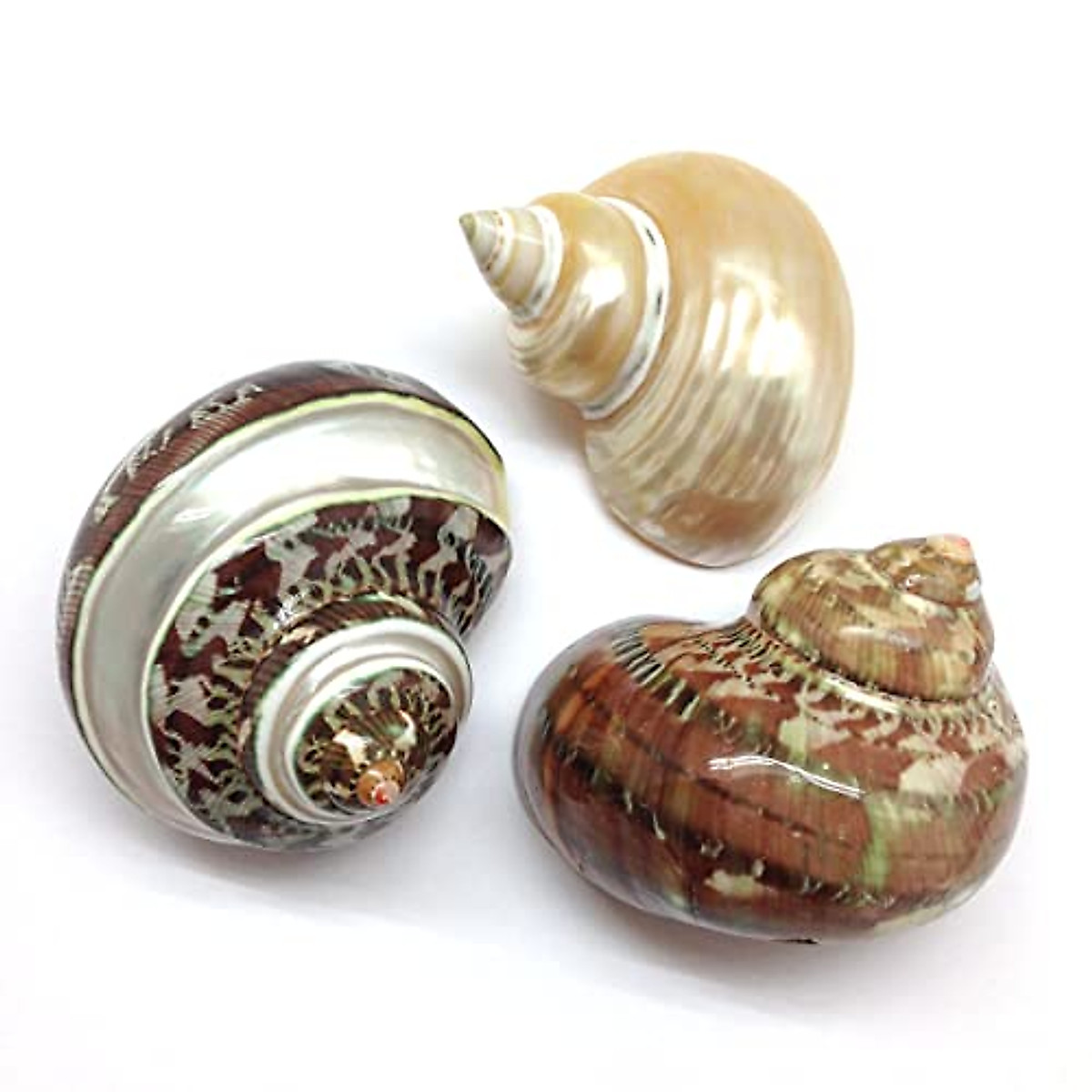 PEPPERLONELY 3 PC Natural Large Mixed Turbo Sea Shells, Hermit Crab Shells, 2 Inch ~ 3 Inch