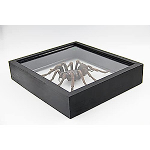 Real Giant Bird Eating Tarantula EURYPEIMA SPINCRUS Spider Taxidermy Transparent Boxed Display (Glass Background Black Frame)