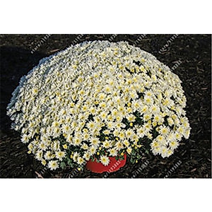 100pcs/bag Ground-cover chrysanthemum seeds, chrysanthemum perennial bonsai flower seeds daisy potted plant for home garden 6