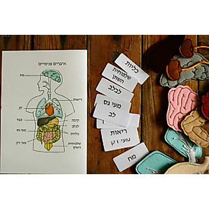Felt Anatomy set Internal human organs, 30x20cm, body+10 organs