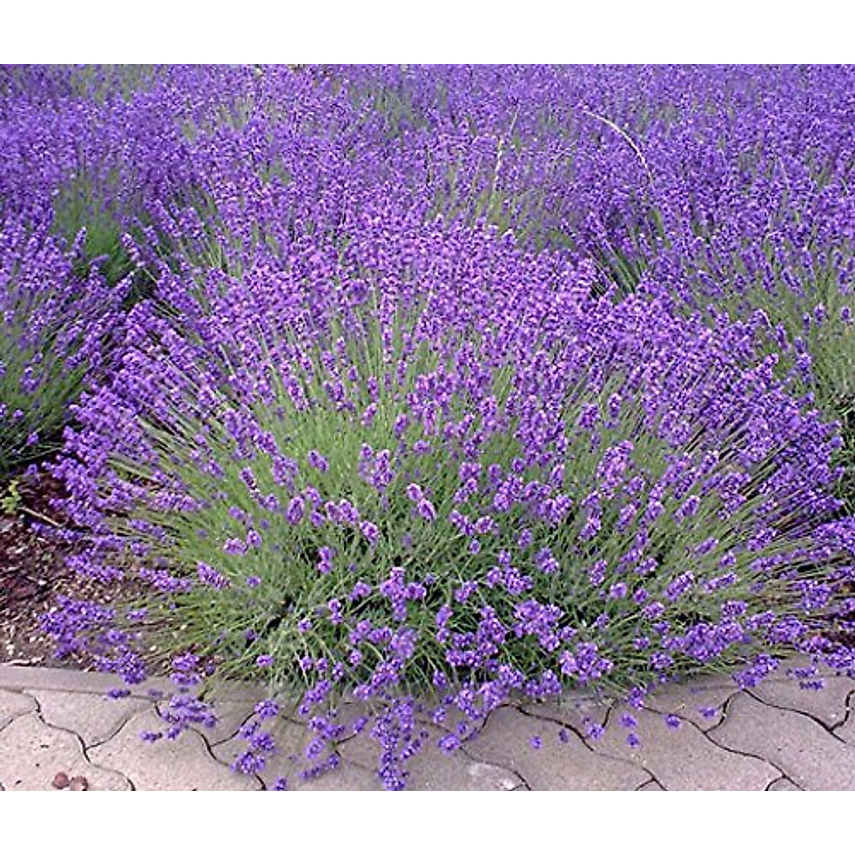 English "Vera" Lavender Seeds for Planting, 1000+ Seeds Per Packet, (Isla's Garden Seeds), Non GMO & Heirloom Seeds, Botanical Name: Lavandula angustifolia, Great Herb Garden Gift
