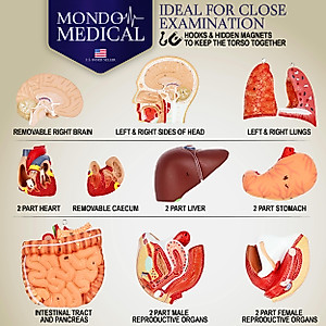 MonMed Human Torso Model – 17in Human Body Model Anatomy Doll with Removable Organs 3D Human Organ Model