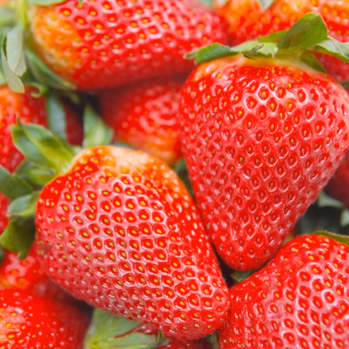 ZEshops 200pcs Cream Strawberry Seeds - Hardy Perennial Herb, Fall & Spring Planting, Vibrant Multi-Color Harvest (Red Strawberry)