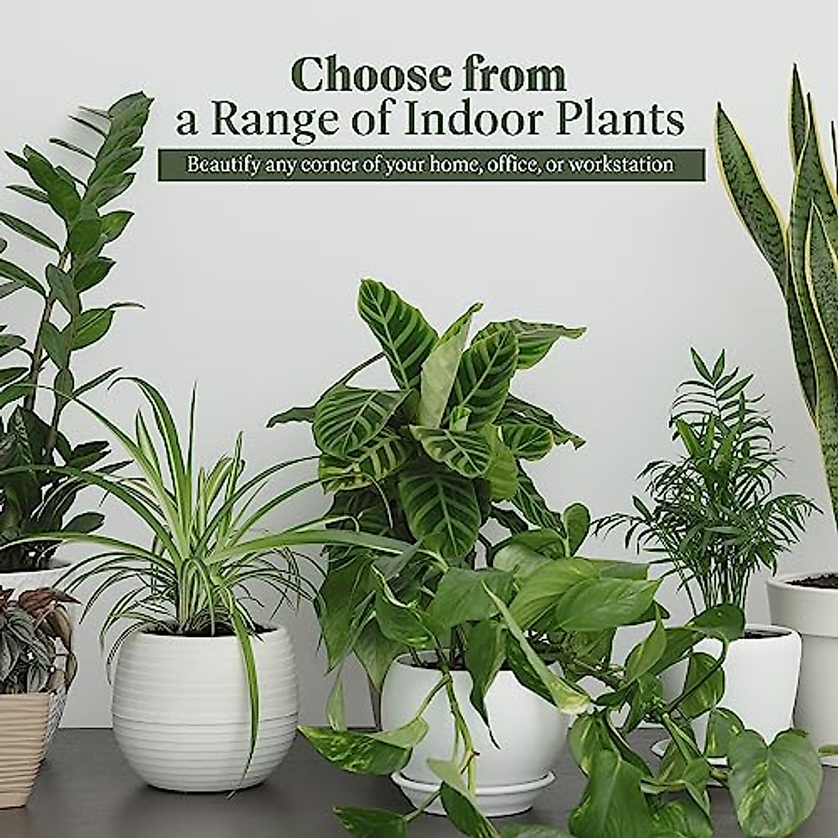 AMERICAN PLANT EXCHANGE Sansevieria Trifasciata Black Coral Live Plant, 3 Gallon, Indoor/Outdoor Air Purifier