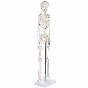 Anatomy Lab Human Skeleton Model, 34" Mini Skeleton Replica Mounted to Base for Display, with Removable Skull Cap, Movable Arms and Legs, and Details of Human Bones