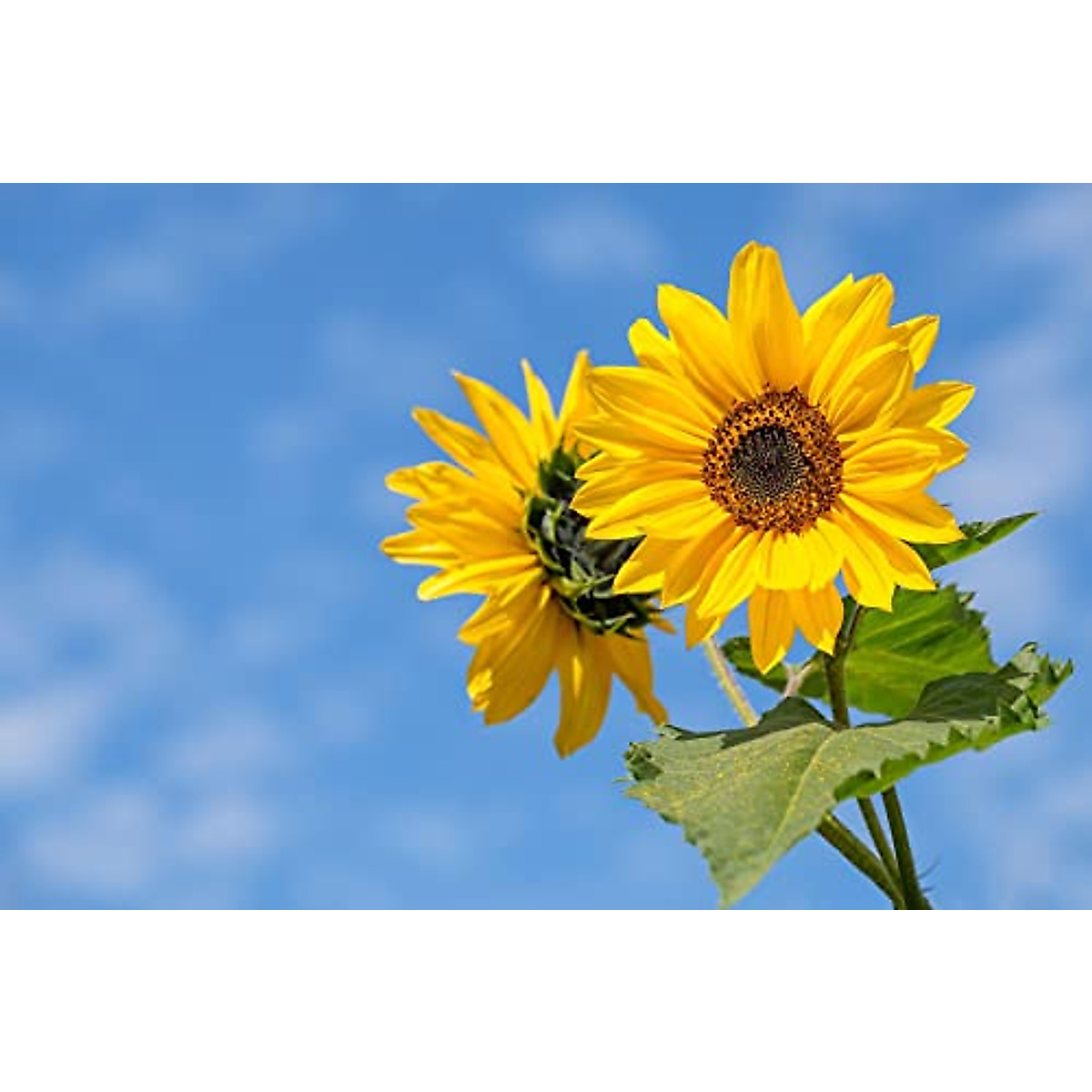 Set of 50 Flower Seed Packets! Flower Seeds in Bulk, 15 or More Varieties Available!