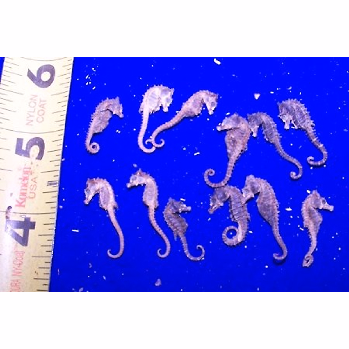 Bulk Dried Common Seahorse Real Sea Horse Craft Supplies AQUA FARMED - TINY - Under 1" (25 PIECES)