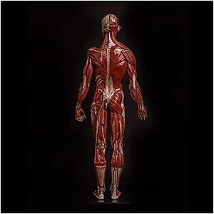 Anatomy Model 23.6 Inch Male Anatomy Figure - Human Muscle Skeleton Painting Model Human Anatomical Muscle Bone Ecorche and Skin Model Reference for Artist