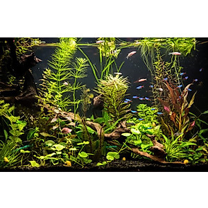 SOUTH SHORE RETAIL, LLC Assorted Community Fish Pack - Mystery Fish - Selected By Our Experts! - Live Fish (10 Pack)