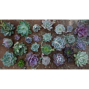 Espoma Organic Cactus Potting Soil Mix, Natural & Organic Soil for Cactus, Succulent, Palm, and Citrus grown in containers both indoors and outdoors, 4 qt, Pack of 1