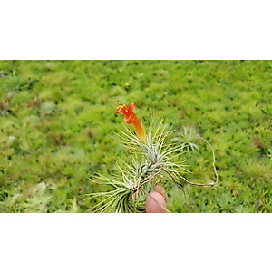 The Drunken Gnome Funkiana Air Plant Pack Tillandsia Live Easy Flowering Houseplants for Indoor Garden Office or Terrarium Choose 3 Pack 5 Pack or 10 Pack Sizes Small to Large (3 Pack)