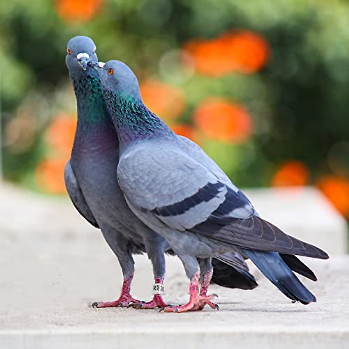 YARNOW 100Pcs Racing Pigeon Leg Rings Aluminium Numbered Bird Foot Ring Identify Dove Training Rings for Pigeon Parrot Finch Canary Hatch Poultry Rings Mixed Color