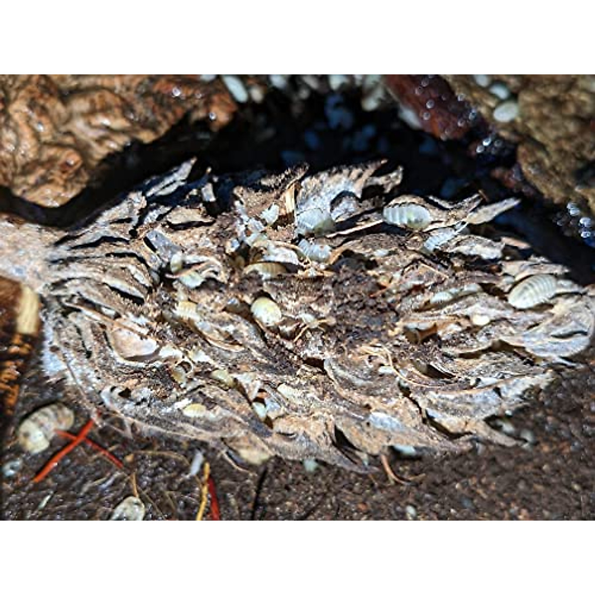 Josh's Frogs Magnolia Pods (Includes 5 Pods)