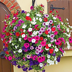 5000+ Petunia Seeds - Mixed Rainbow Color, Bonsai, Grandiflora Flowers, 1500 mg Heirloom Seeds, Flower Seeds, Pollinator Garden, Open Pollinated, Non-GMO, Indoor and Outdoor