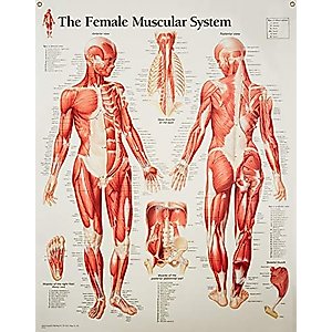 Muscular System Female chart: Laminated Wall Chart