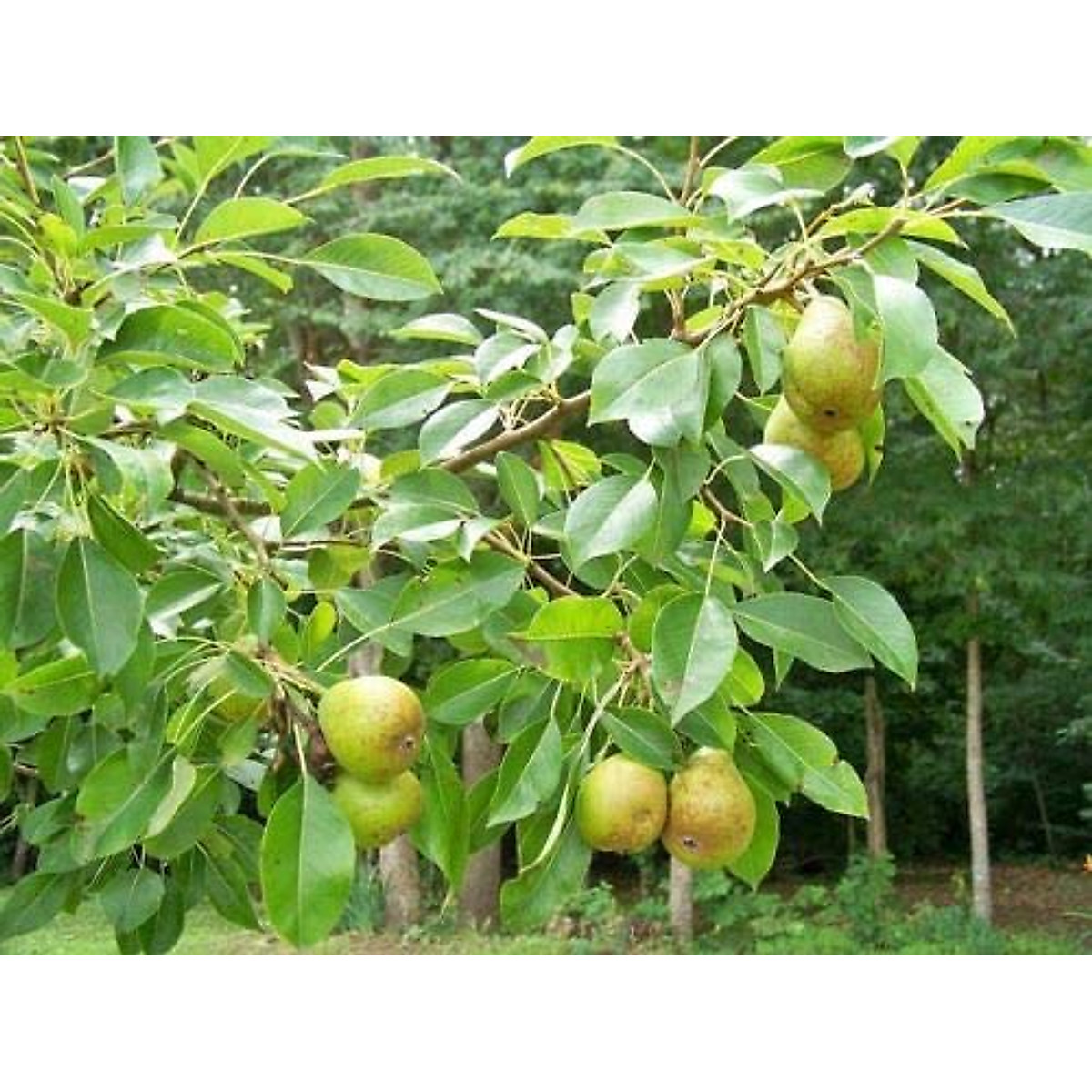 8 Cuttings of Bartlett Pear Trees for Propagation Cold Hardy - Fruit Live Plant