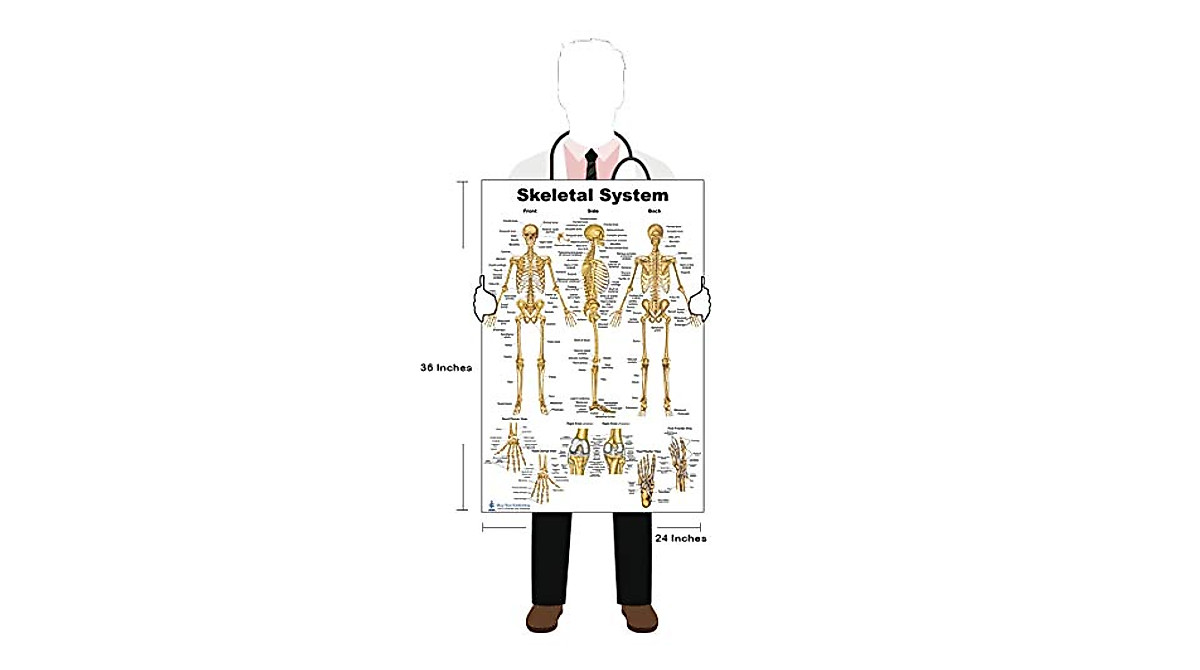 Skeletal & Muscle Poster Set - Human Anatomy Charts for Education