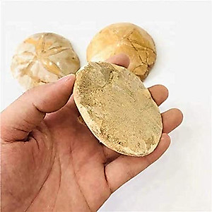 moonlightcrystal 1pc Polished Natural Ammonite Fossils Starfish Asteroid Fossils Specimen