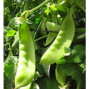 Oregon Giant Snow Pea Seeds for Planting, 25+ Heirloom Seeds Per Packet, (Isla's Garden Seeds), Non GMO Seeds, Botanical Name: Pisum sativum, Great Home Garden Gift