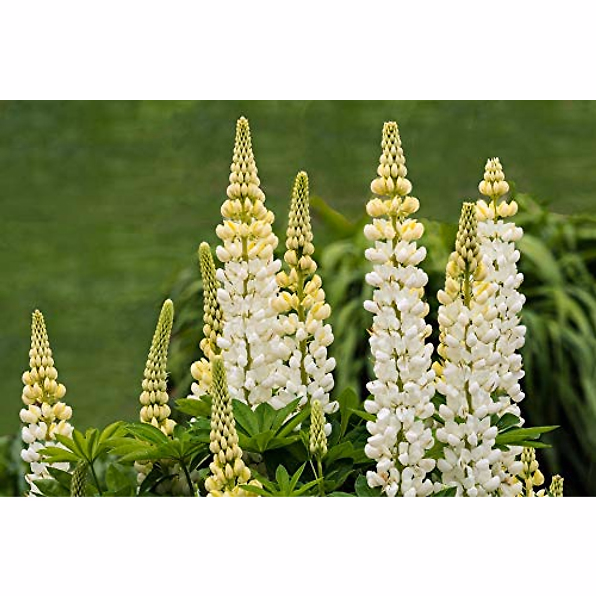 White Russell Lupine Seeds for Planting, 100+ Flower Seeds Per Packet, (Isla's Garden Seeds), Non GMO & Heirloom Seeds, Botanical Name: Lupinus polyphyllus, Great Home Flower Garden Gift