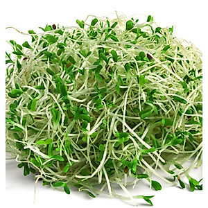 Todd’s Seeds - Alfalfa Sprouting Seeds - 1 Pound Bulk Alfalfa Seeds - Fast Growing Seeds with High Sprout Germination