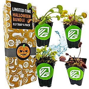 Venus Fly Trap Bundle - Akai Ryu (Red Dragon), King Henry, Dente & Original Carnivorous Plants by Wellspring Gardens - Indoor Starter Live Plants - Unique & Rare Fly Traps - Ideal for Halloween Decor