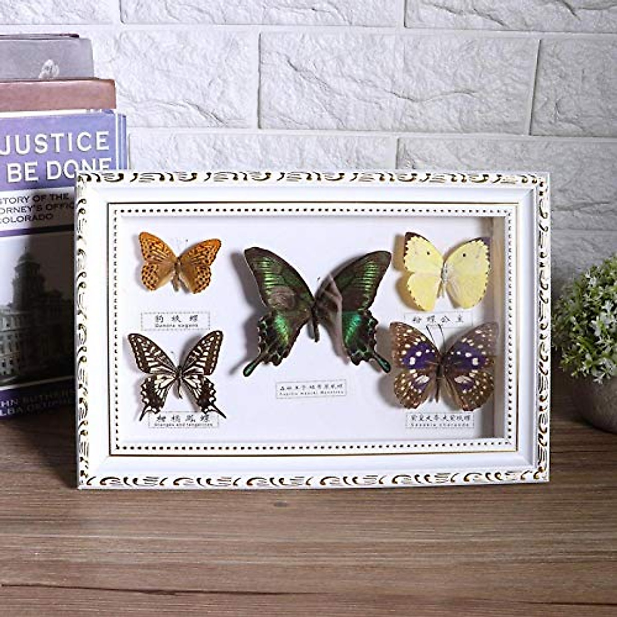 xianshi Butterflies Specimen, Home Ornament 7.7 * 11.6 * 1.6 in 5pcs Butterflies Real Butterflies Specimens Home Decor Specimen, Birthday Gift for Friends Colleagues(White Box)