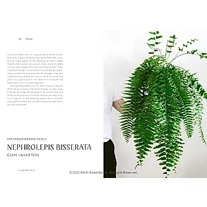 Plantopedia: The Definitive Guide to Houseplants