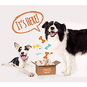 Nylabone Chew Toy Dog Surprise Box Variety X-Small/Petite (1 Count) All Breed Sizes