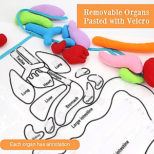 AIPINQI Anatomy Apron,Body Anatomy Apron Kids Human Body Organs Awareness Educational Toys for Children Preschool Science Homeschool Teaching Aids