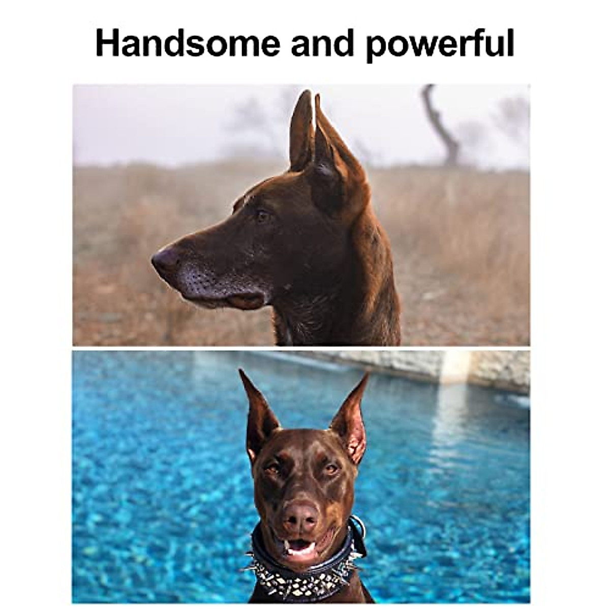 CDQL Dog Ear Stand Sticker Up Support Tool, Fix Dog Ear Posture, Comfortable and Easy to Use, Ideal for Doberman, Samoyed, Great Dane, Prevent Sweating and Itching (10 * 5cm)