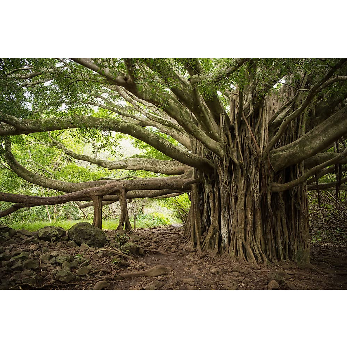 Banyan Tree Seeds for Planting - 20 Seeds of Ficus benghalensis - Indian Banian Tree - Ships from Iowa, USA