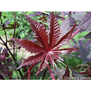 Onalee's Seeds Castor Bean -Deep Purple- New Zealand Purple, Tropical Look, Fast Growing - Ricinus Communis, (16+ Seeds) Grown in and Shipped from USA!