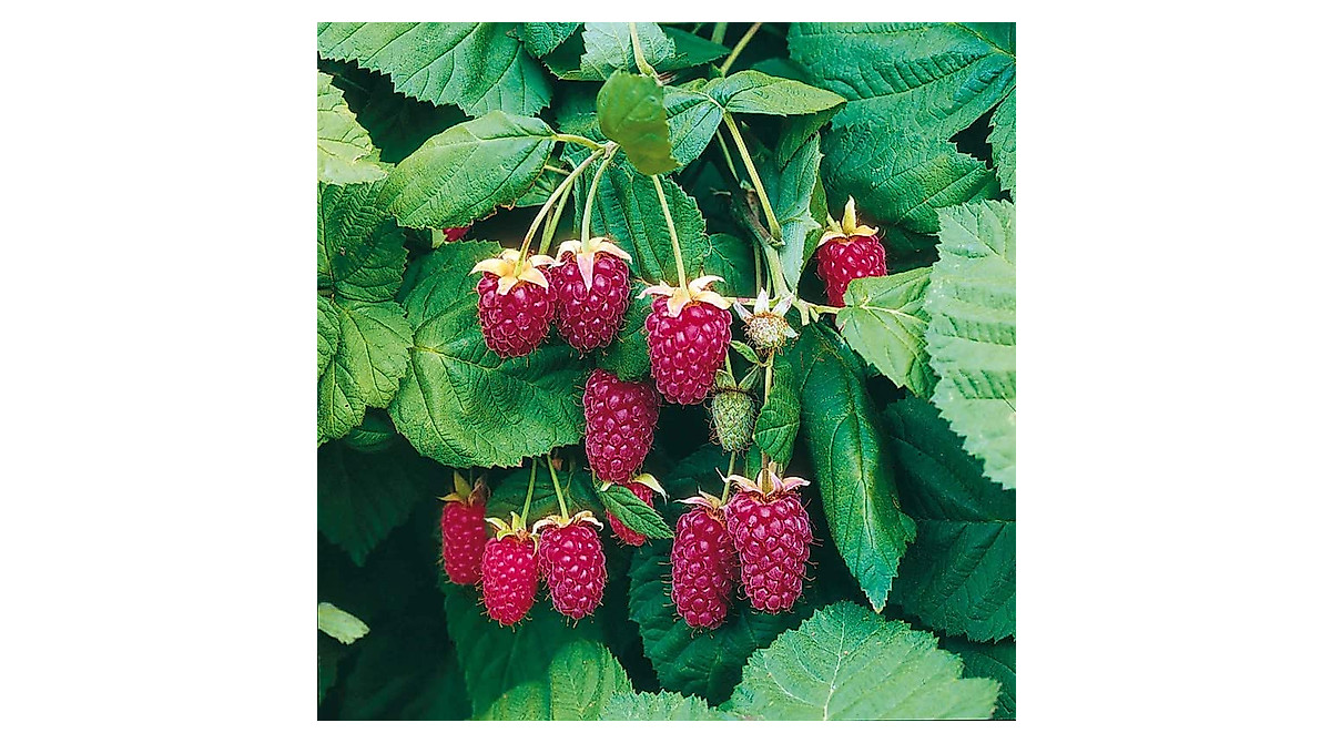 Loganberry Plant Live from 6 to 10 Inc Height, Berry Fruits Planting ...