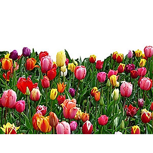Tulip Bulbs - Landscaper Mix - 100 Bulbs, Mixed, Container Garden, Cut Flower Garden, Deer Resistant, Easy to Grow Maintain, Fragrant