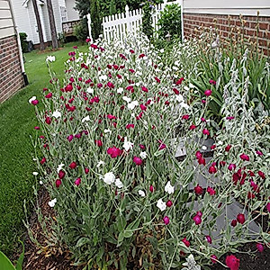 QAUZUY GARDEN 200 Rose Campion Magenta Silver Catchfly Lychnis Silene Coronaria Seeds ,Bee-Friendly Plants, Low-Maintenance