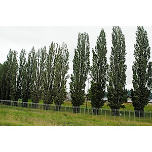 Lombardy Poplar Trees for Planting - Great for Privacy, Wind Block, Fast Growing Trees (5 Trees)
