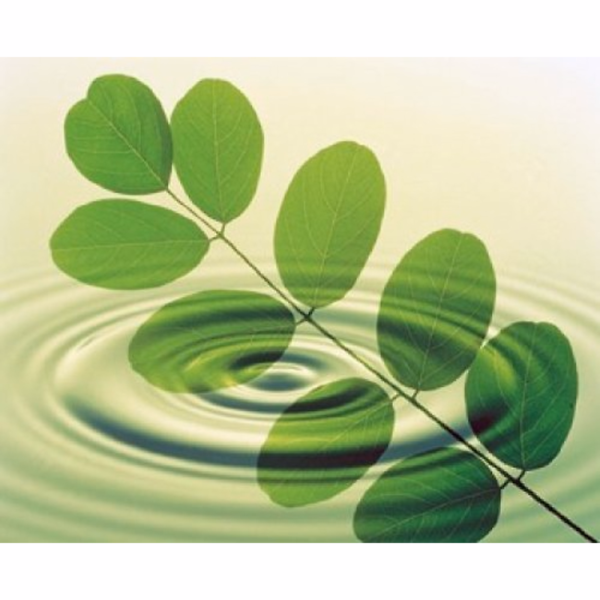 Green leafy branch superimposed on green water ripples Poster Print by Panoramic Images (24 x 20)