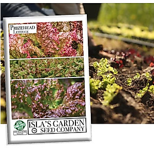 "Prizehead" Lettuce Seeds for Planting, 1000+ Heirloom Seeds Per Packet, (Isla's Garden Seeds), Non GMO Seeds, Botanical Name: Lactuca Sativa, 85% Germination Rates, Great Home Garden Gift