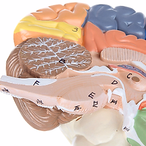 Axis Scientific Human Brain Model Anatomy with Colored and Numbered Regions, 2-Part Human Brain Model Disassembled – Includes Base, Detailed Product Manual and 3 Year Warranty