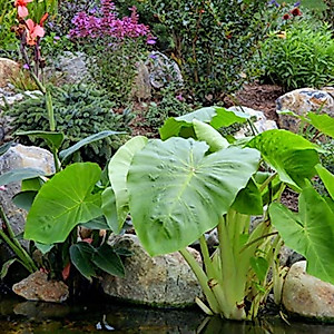 Chalily Aquatic Gold Soil Perfect for Water Lilies, Lotus, and All Aquatic Plants Packed with Nutrients 4 quarts